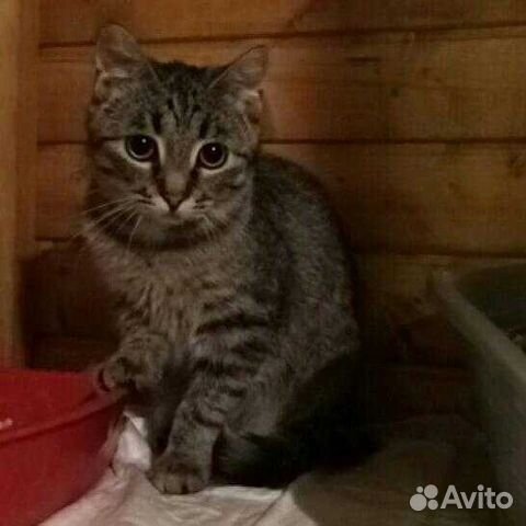 Милая Василиска ищет дом