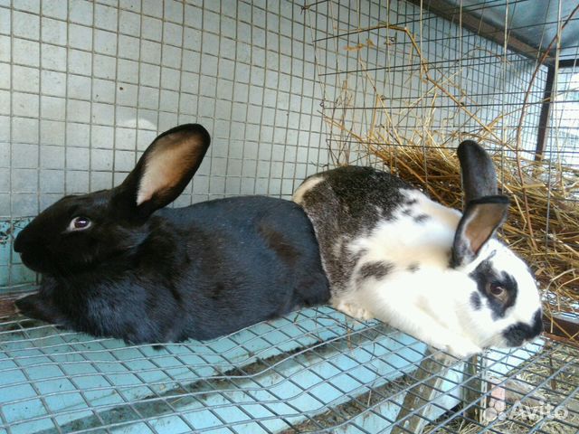 Кролики, самочки