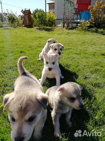 В добрый дом добрым людям