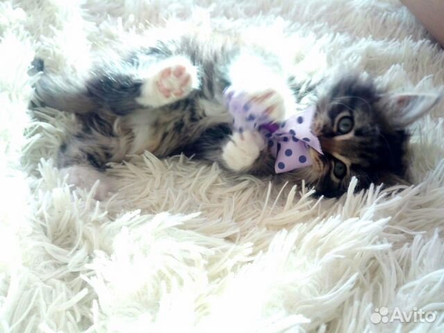 Котенок в добрые руки