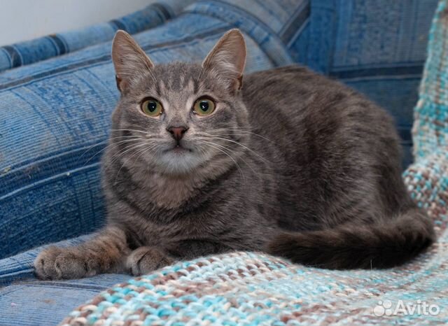 Котенок, Грей