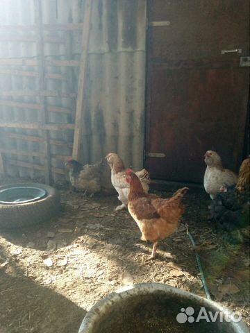 Петух фавероль лососевая