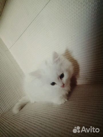 Мама- шотландка папа - ангор