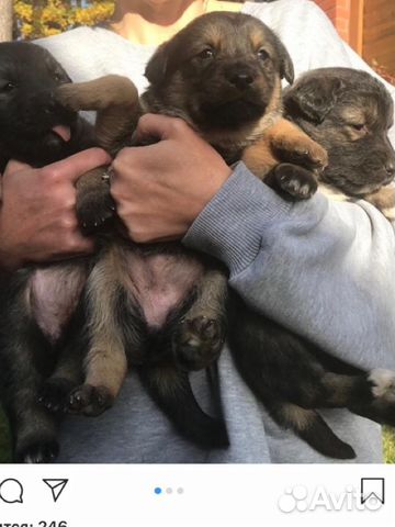 Отдаём в хорошие руки щенков метисов немецкой овча