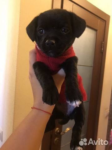 Малыши от маленькой собачки