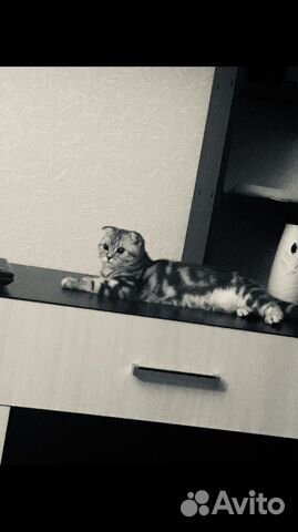 Кошка скотиш-фолд мрамор