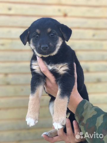 Щенки в добрые руки