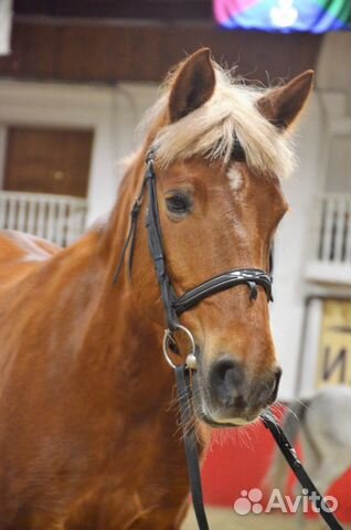 Продается лошадь класса пони