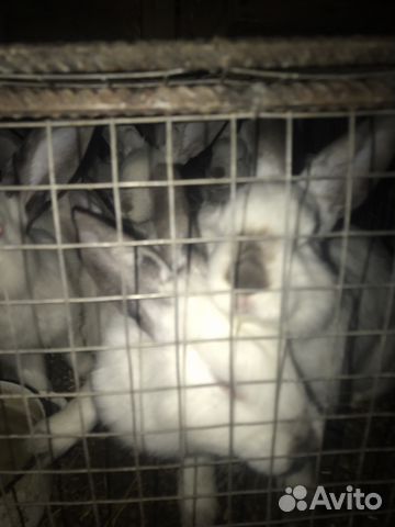 Продаю кроликов и мясо под заказ