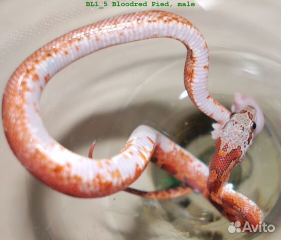 Маисовый полоз Bloodred pied sided, самец