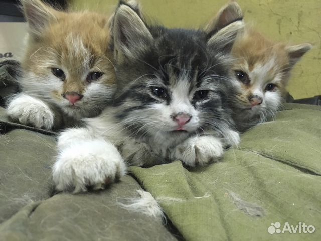 Отдам котят в хорошие руки