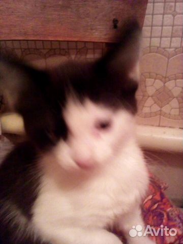 Кошечка 2,5 месяца