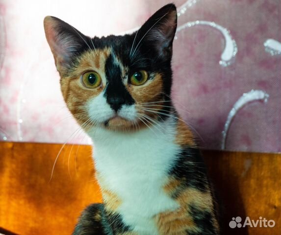 Клякса ищет дом