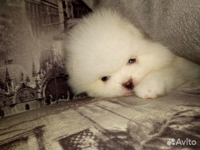 Застенчивая беляночка