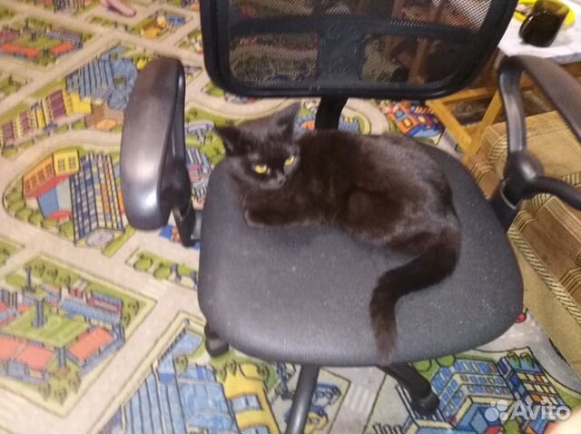 Ждём жениха. За котёнка