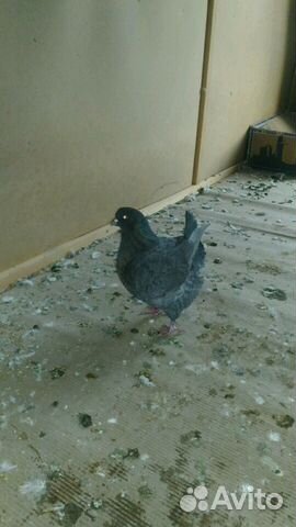 Голубка породы выставочный кинг