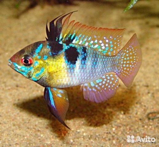 Апистограммы