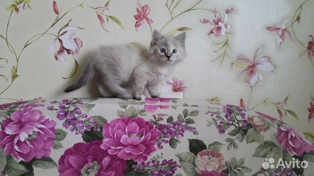 Котята невской маскарадной