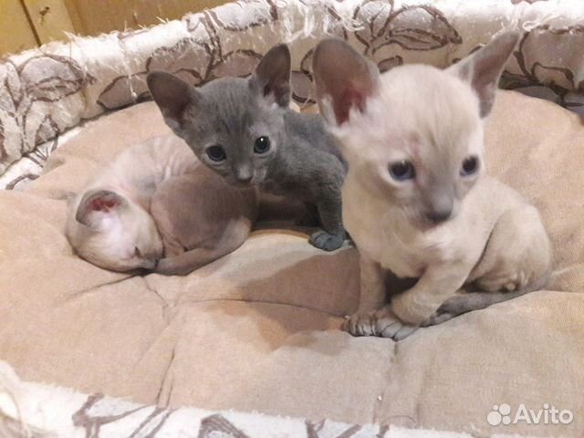 Котятки с документами