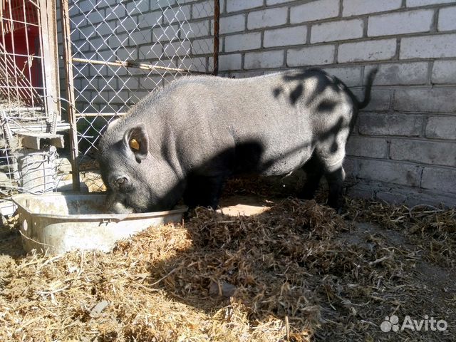 Вьетнамский кабак на племя