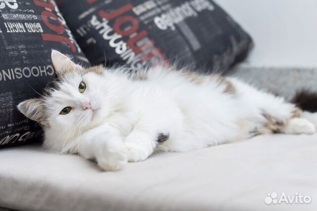 Кот Бегемот