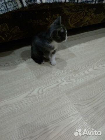 Приютите котёнка