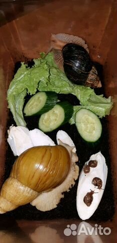 Улитки+террариум+корм