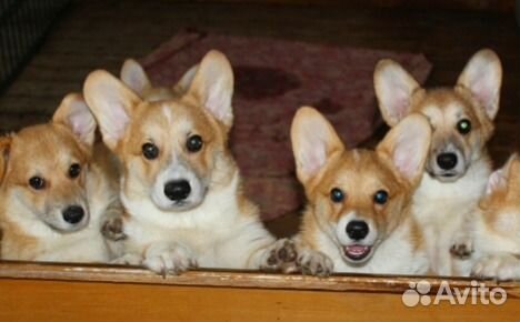 Вельш корги пемброк