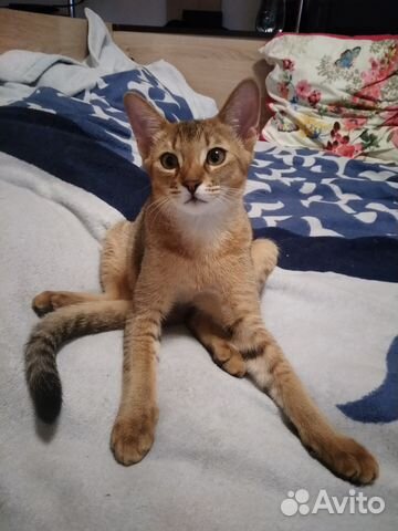 Абиссинский котёнок