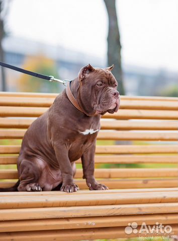 Умный и Красивый Малыш Амбулли