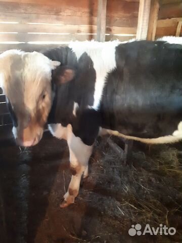 Продам Бычка