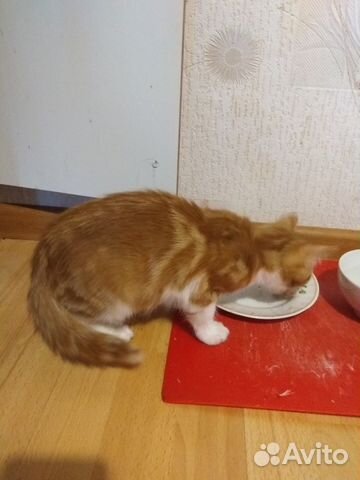 Эксклюзивный крылатый кот