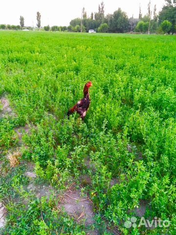 Бойцовый Петух