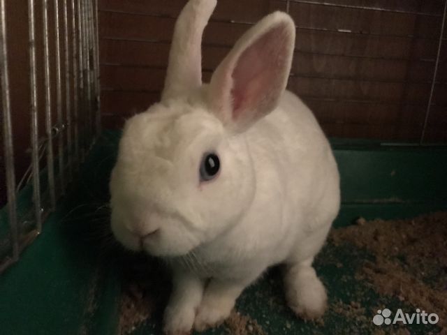 Кролик - рекс, с клеткой