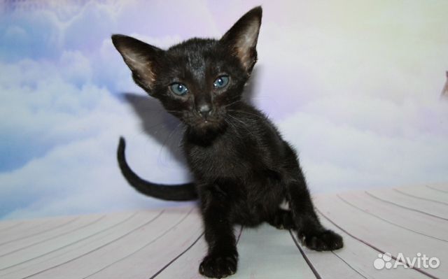 Ориентальная девочка