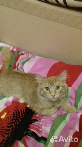 Рыжая морда