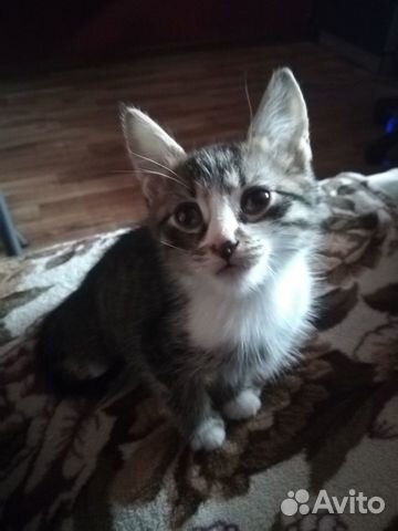 Двухмесячный котенок