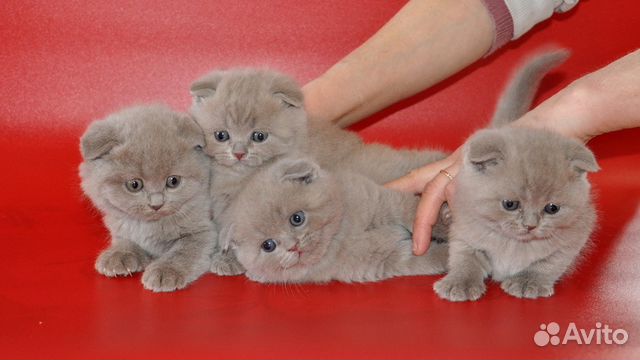 Лиловые, шоколадные и чёрная вислоухая кошечка