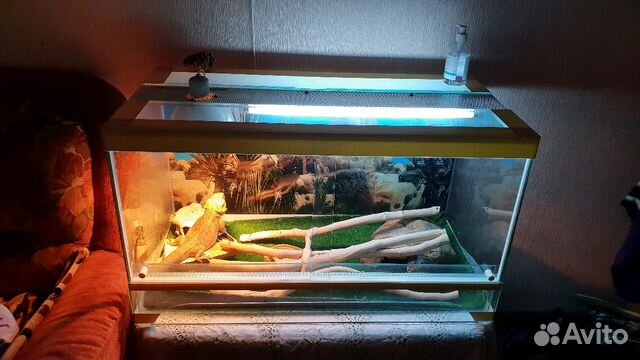 Террариум с бородатой агамой