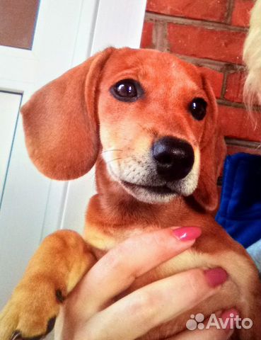 Отдам в добрые руки