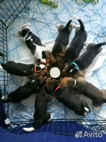 Щенки Бигля