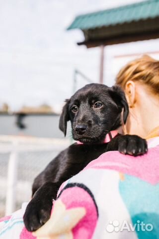 Щенок - красотка в дар