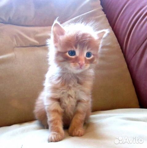 Отдам котенка