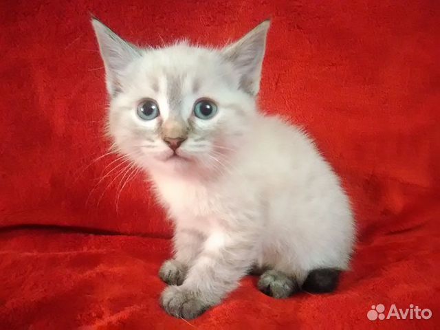 Сиамка,девочка,2 мес,голубоглазка