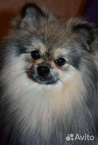 Подросток шпиц