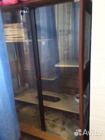 Шиншилла + витрина