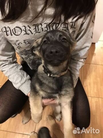 Щенки метисы восточно-европейской овчарки