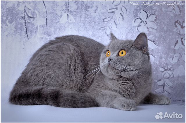 Британская кошечка