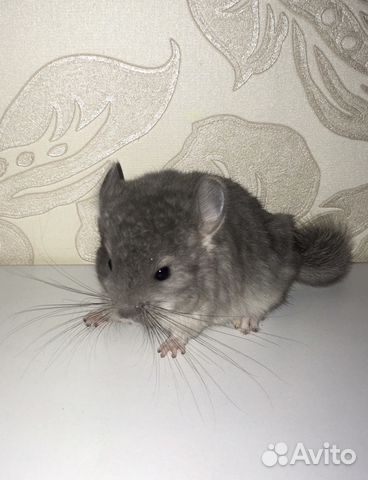 Шиншилла супер милый шиншилленок