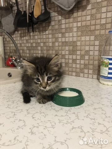 Котёнок